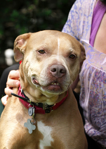 Adoption Application | Rescue Haven Foundation